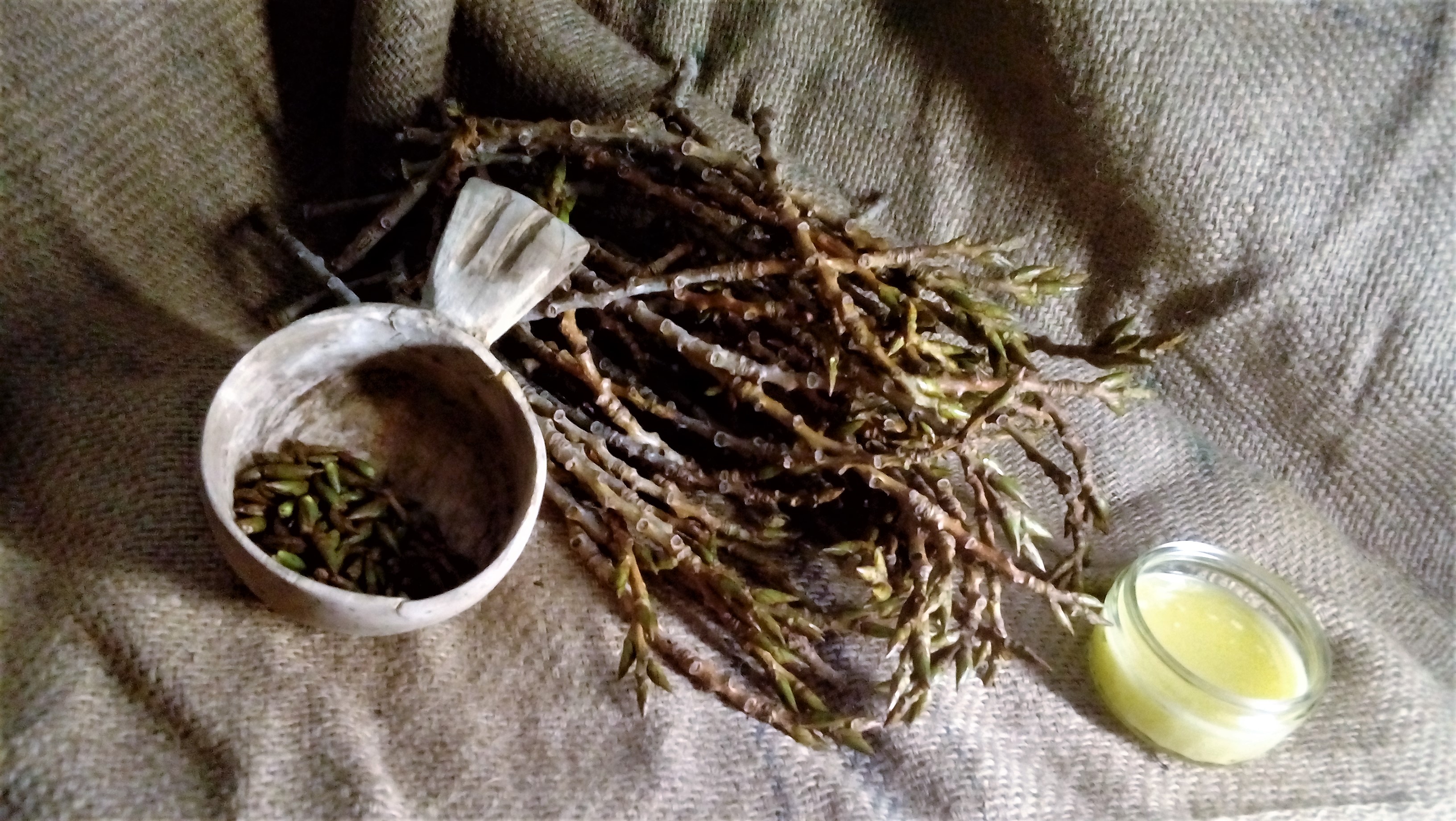 Using Natures resources (Making balm of gilead) | KEN BAMBURY.S ART PAGES